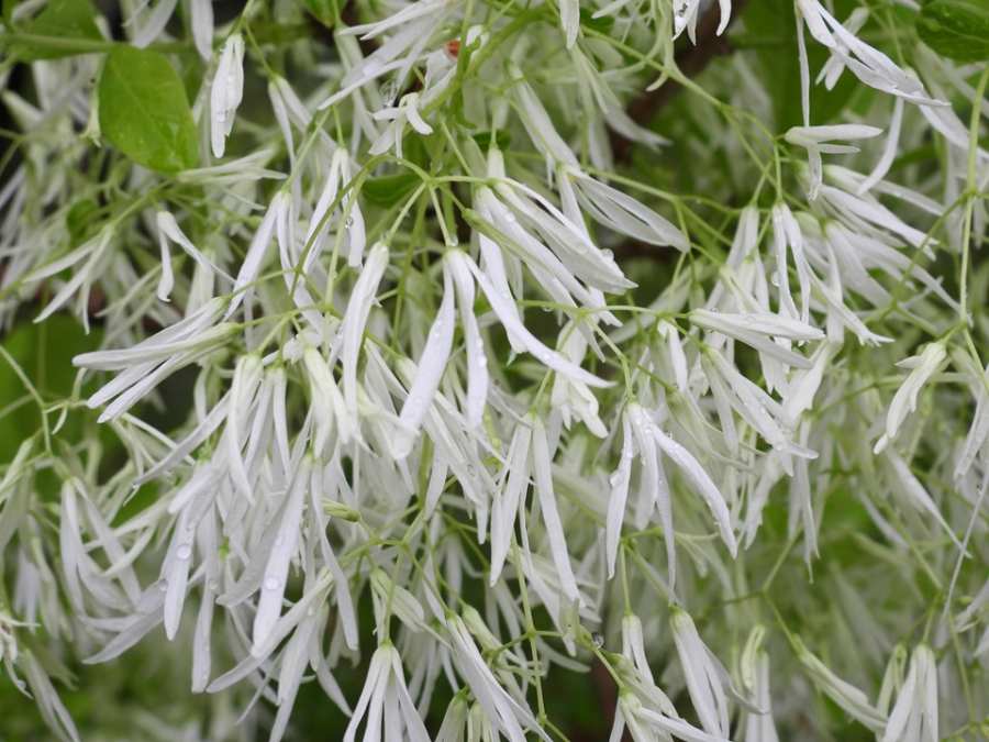 Fringe Tree | MSD